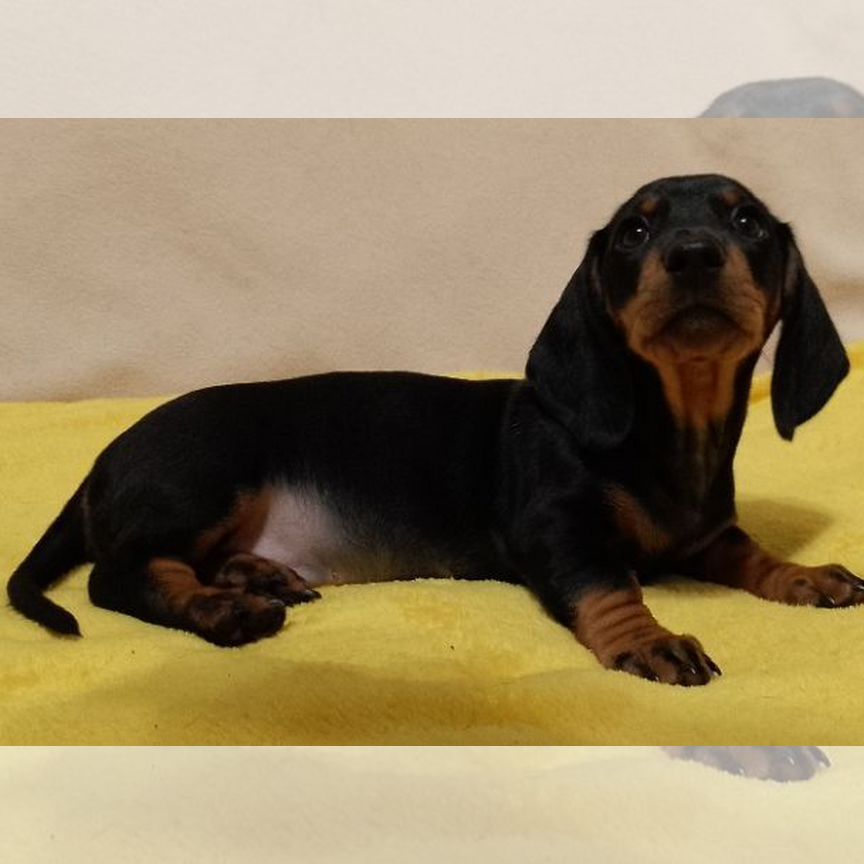 Такса, щенок