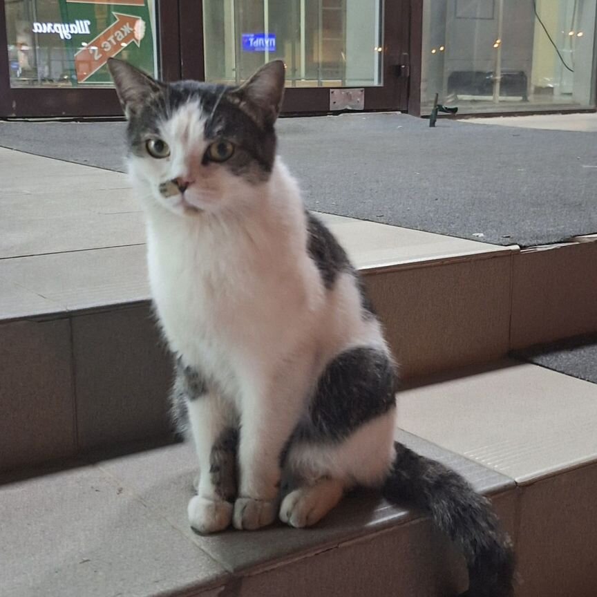 Отдам кошку в добрые руки