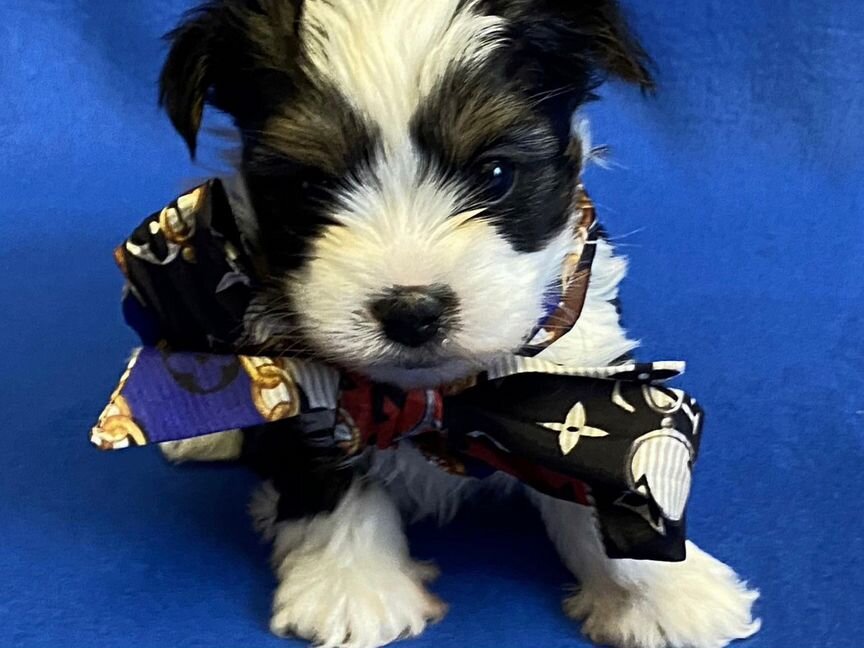 Щенки бивер