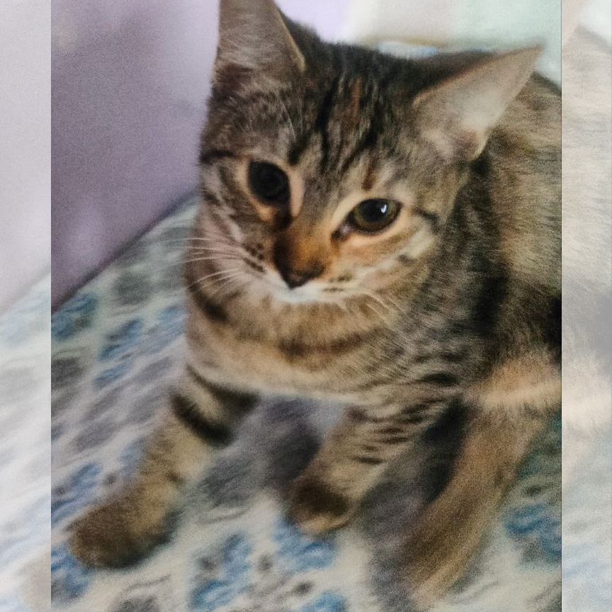 Кошки в добрые руки бесплатно