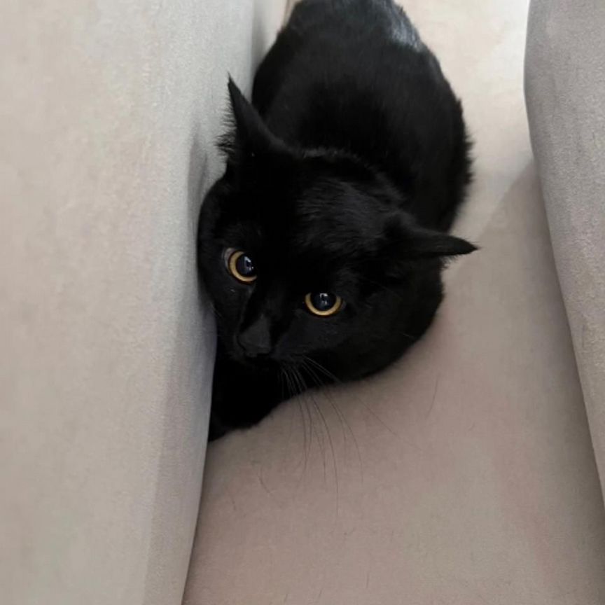 Чёрный очень ласковый котик