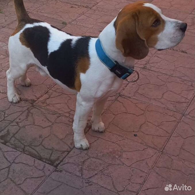 Бигль кабель 3 года