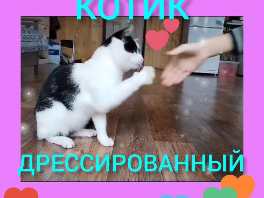 Дрессированный котик. Котенок Кошечка кошка