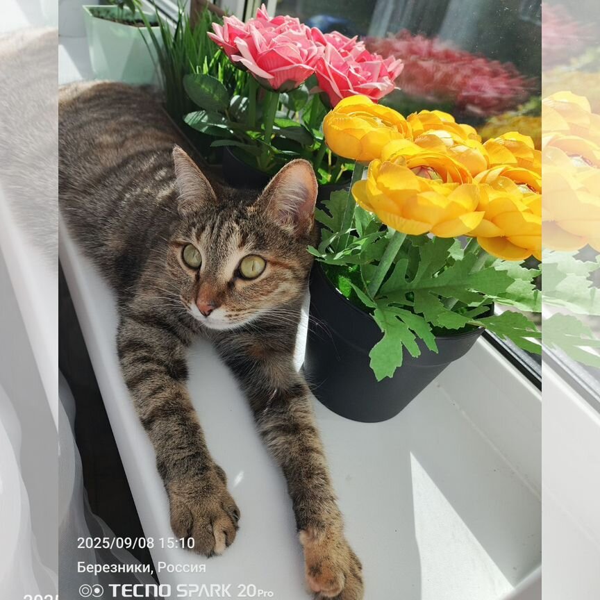 Взрослая кошка в добрые руки