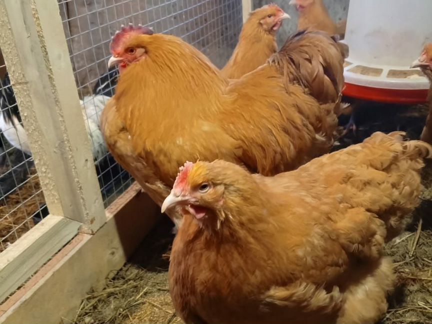 Цыплята орпингтон,павловское,виандот,лакенфельдер