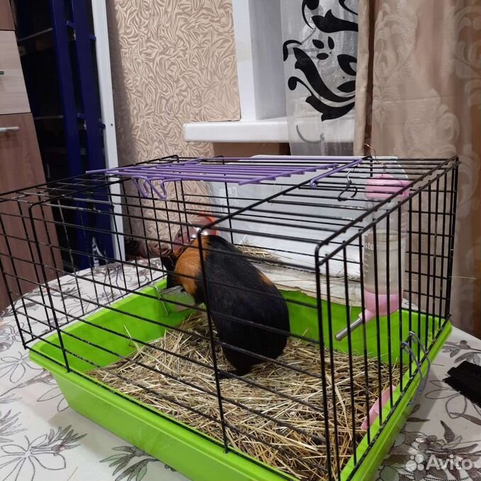 Морская свинка девочка