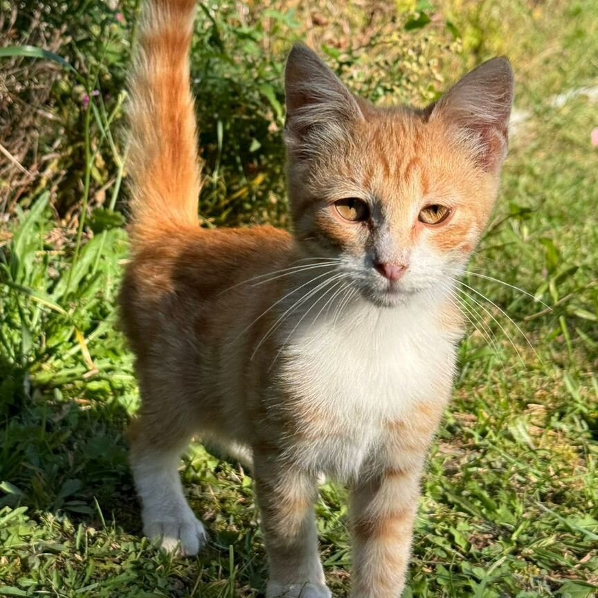 Котёнок