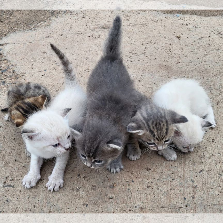 Котята