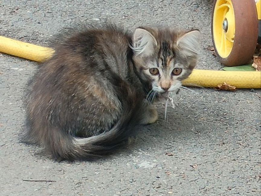 Кошечка 3 мес. Мышеловка