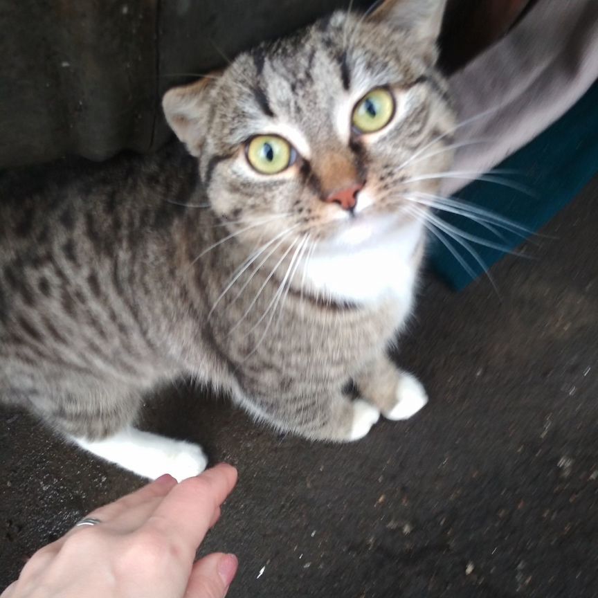 Ласковый котик