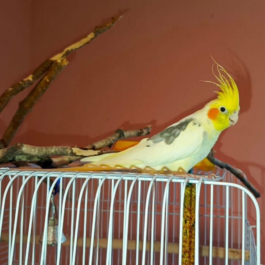 Попугай корелла с клеткой