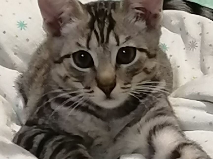 Шотланский котик
