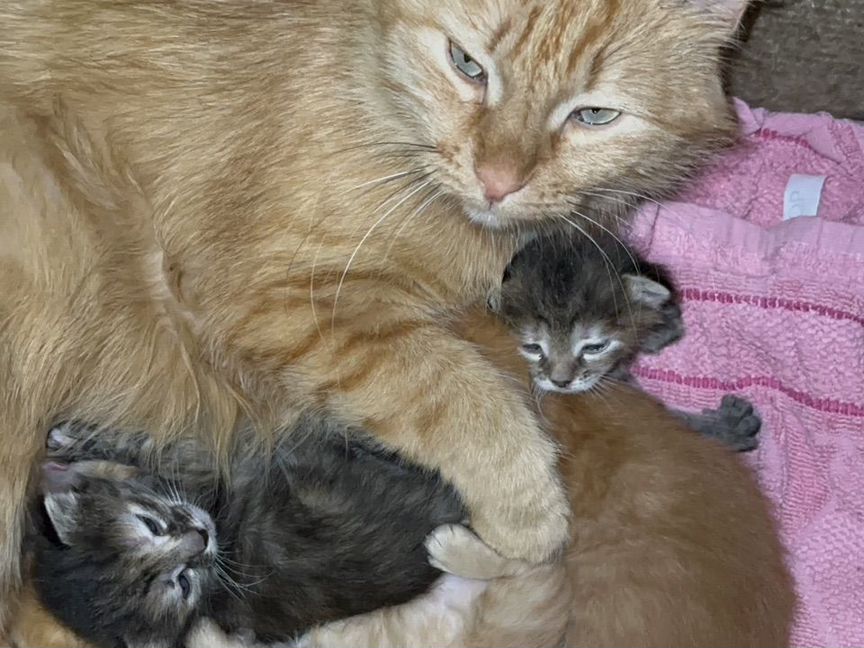 Котята