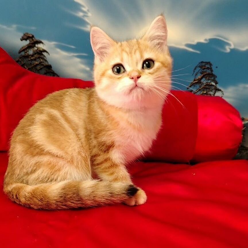 Мраморный мальчик