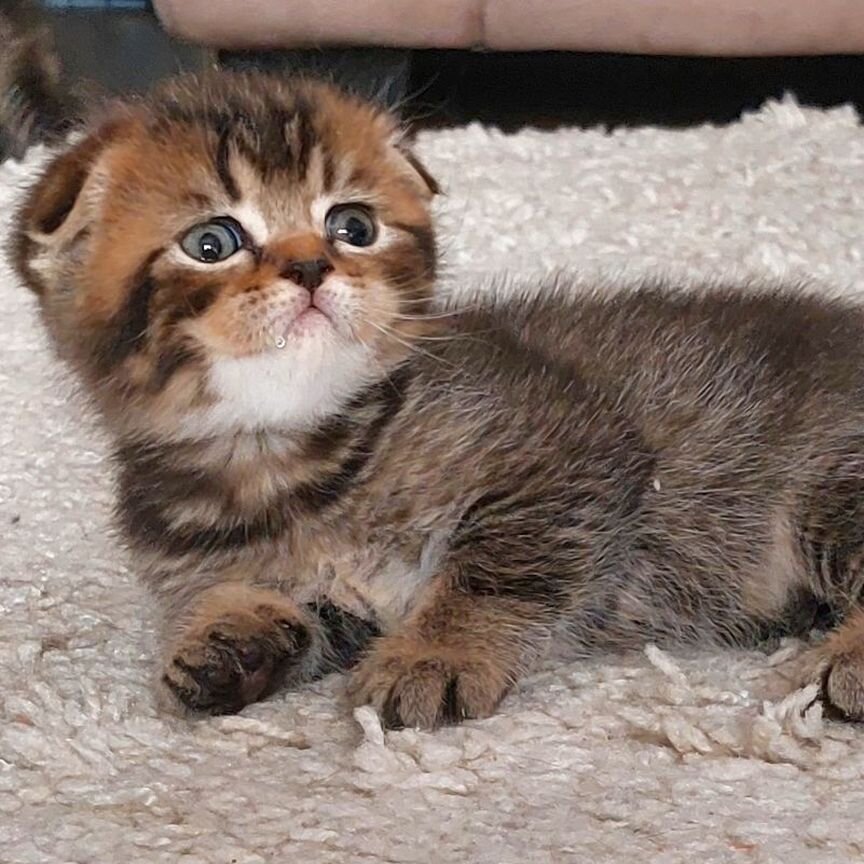 Шотландские вислоухие котята скоттиш фолд