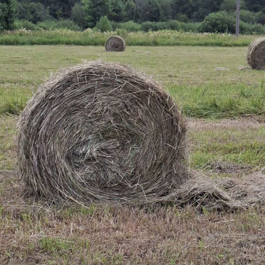 Сено в рулонах