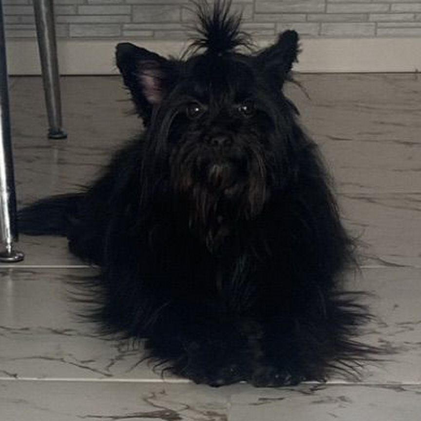 Бивер-йоркширский терьер, щенок