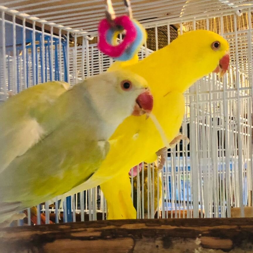 Ожереловый попугай