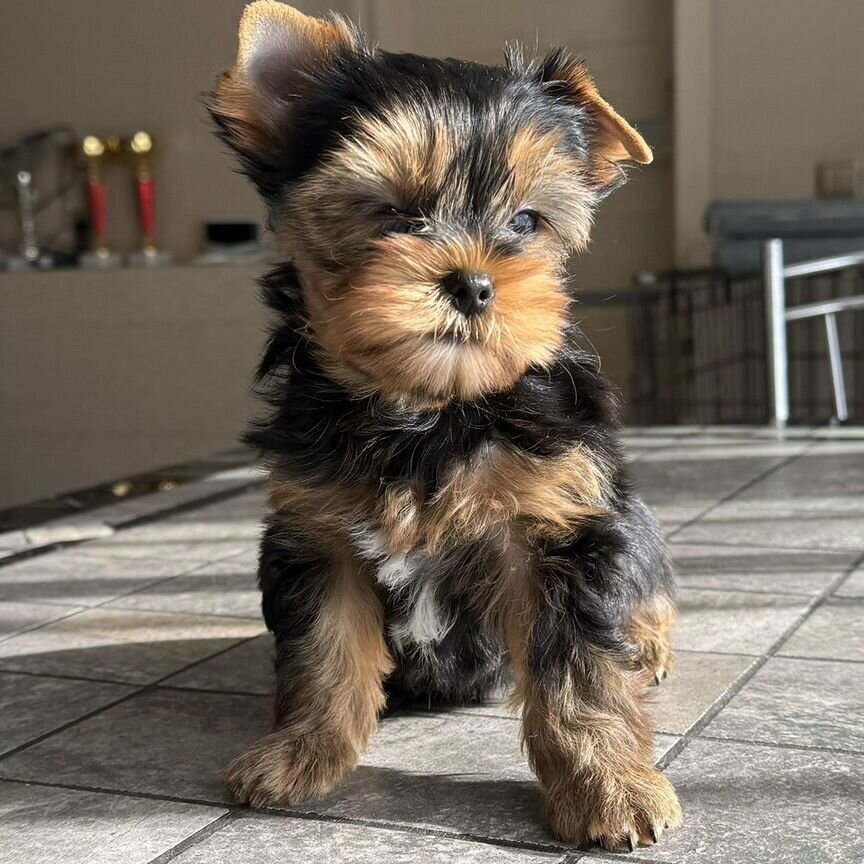 Щенок йорка, мальчик