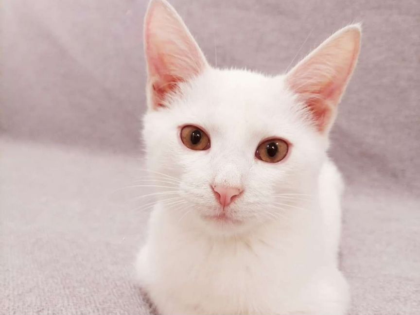 Белоснежный котёнок в добрые руки