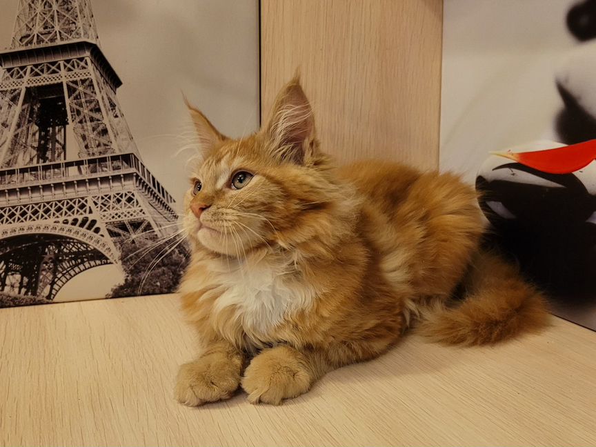 Котёнок Мейн-кун