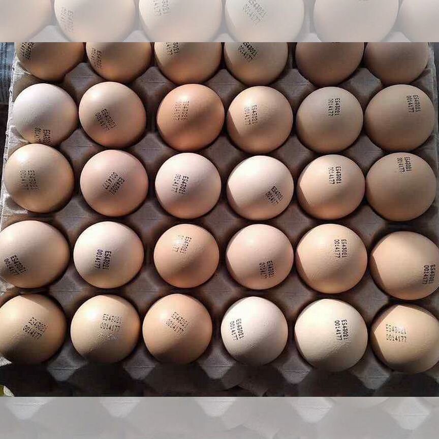 Инкуб.яйцо цветного бройлера, цыплята