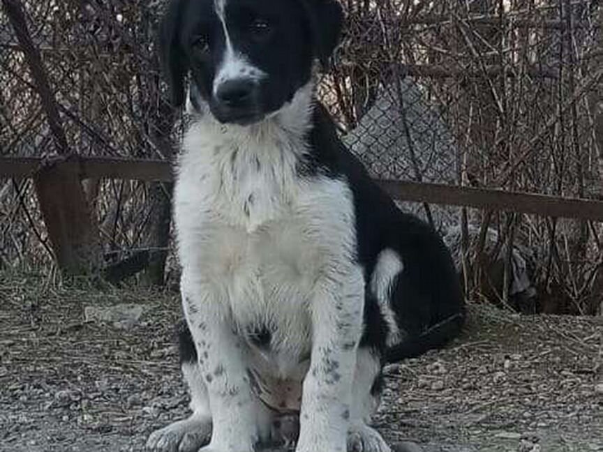 Девочка крупная метис среднеазиадской овчарки