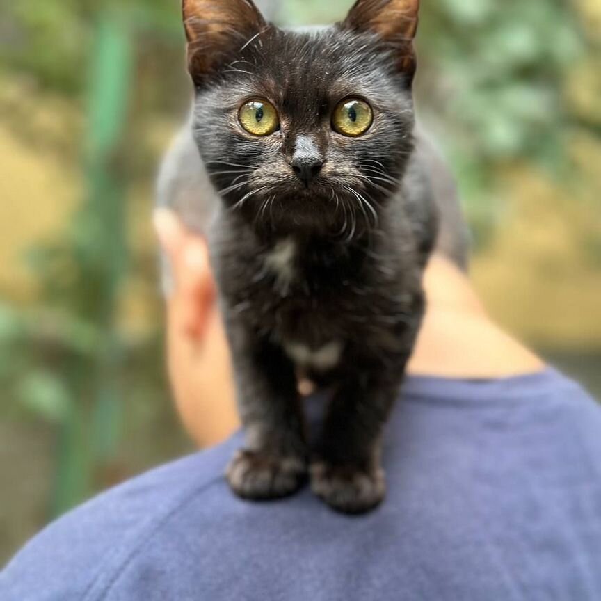 Котята в добрые руки бесплатно девочка