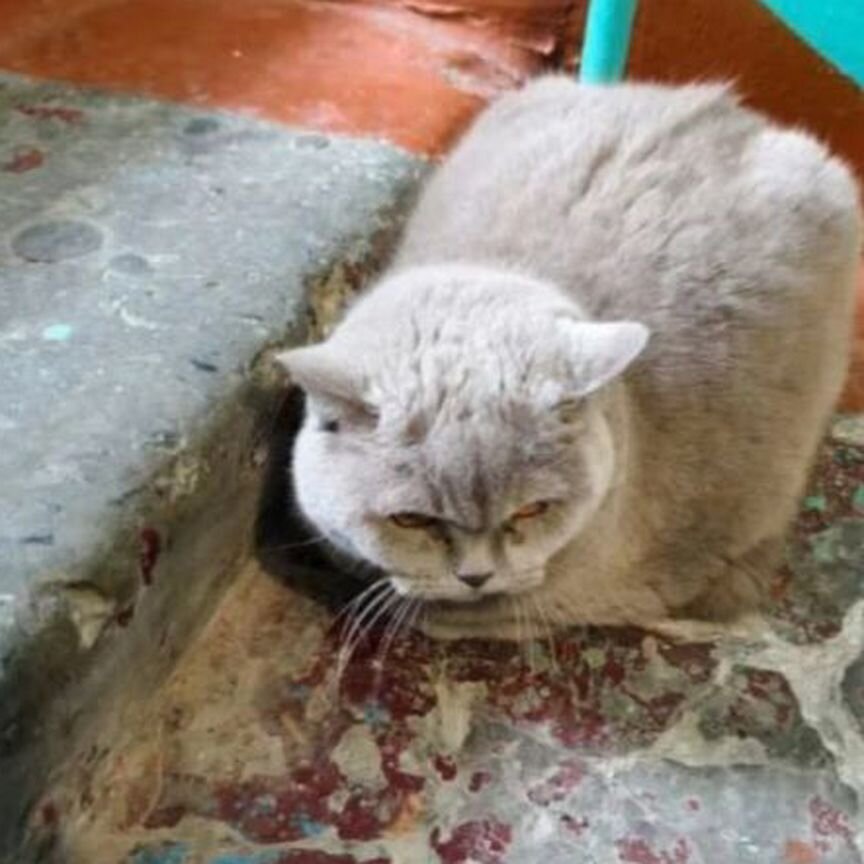 Взрослый кот в добрые руки