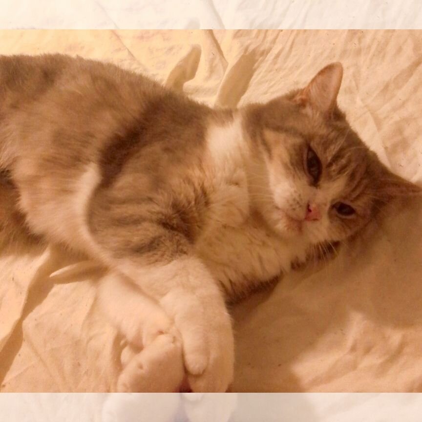 Кошечка полубританка