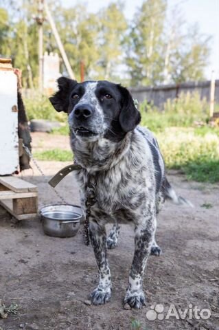 Собака в добрые руки