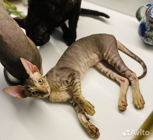 Котята корниш-рекс