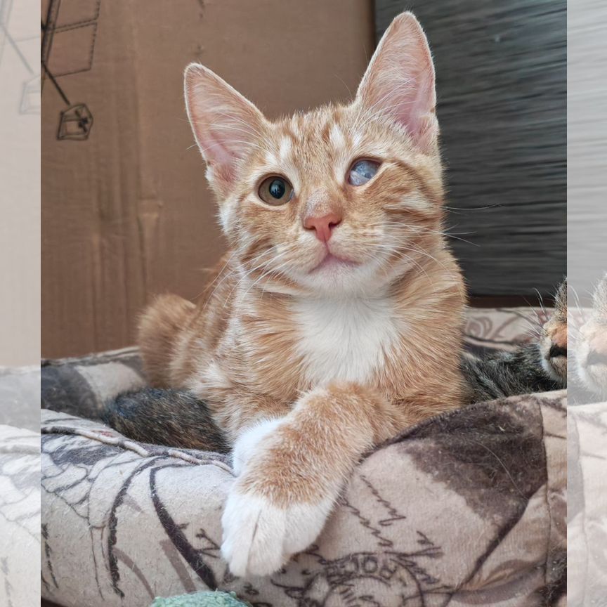 Котёнок в добрые руки