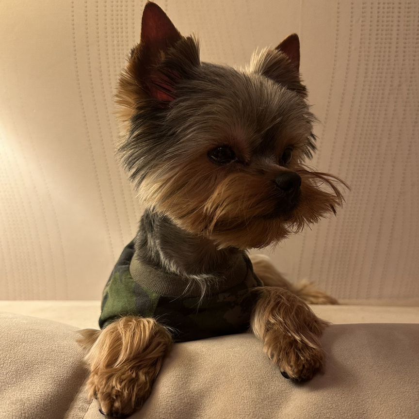 Йоркширский терьер, вязка