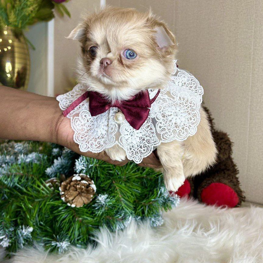 Чихуахуа, щенок