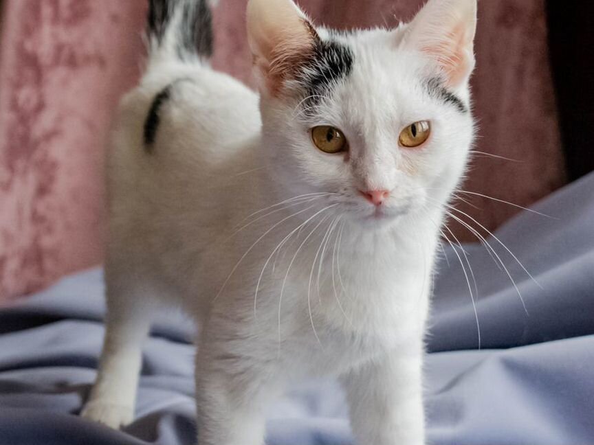Котенок в добрые руки