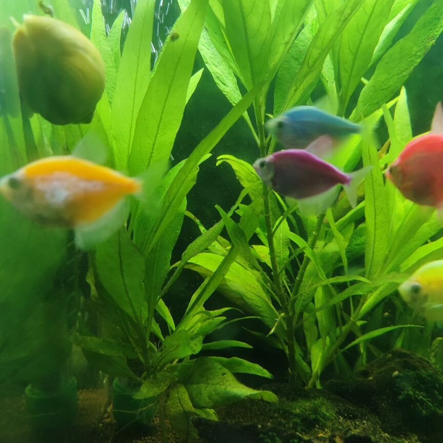 Лимонник Номафила длиннолистная