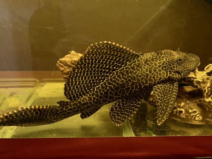 Парчовый сом (Птеригоплихт)