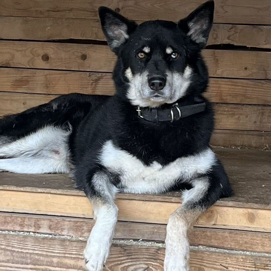 Взрослый пёс в добрые руки