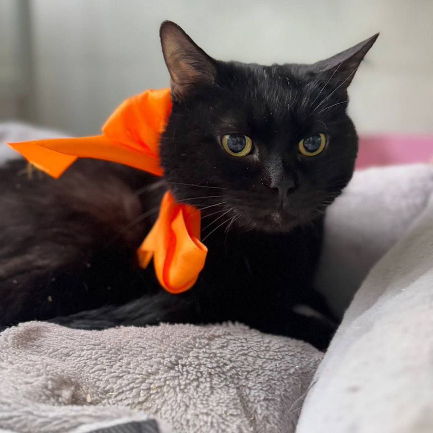 Кошки в добрые руки бесплатно