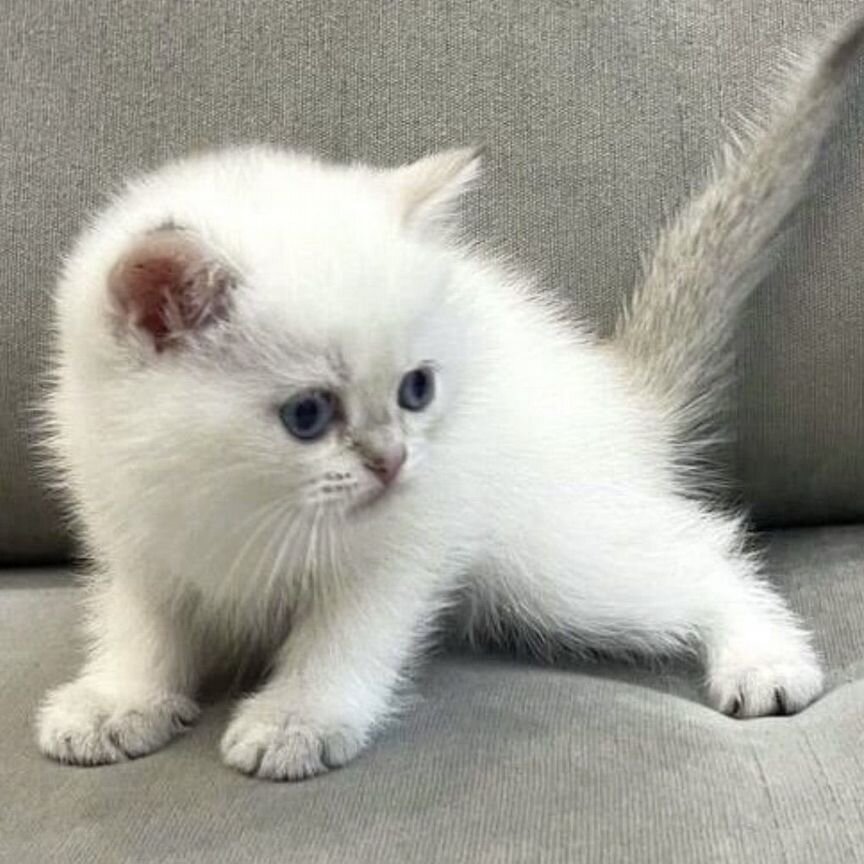 Британский короткошёрстный котёнок