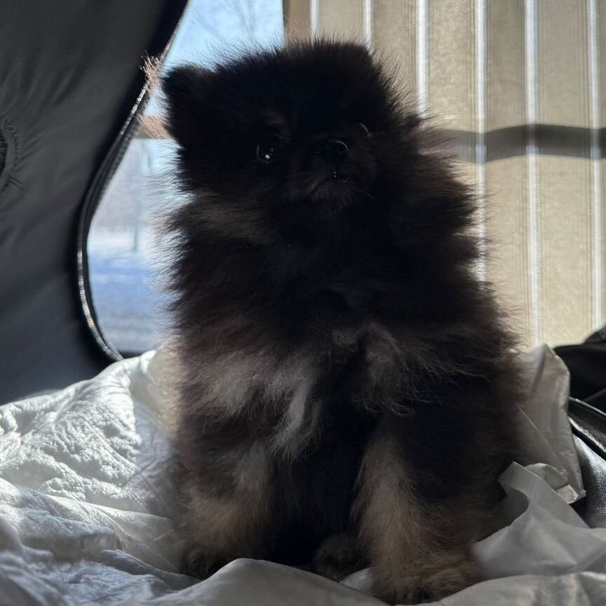 Померанский шпиц, щенок