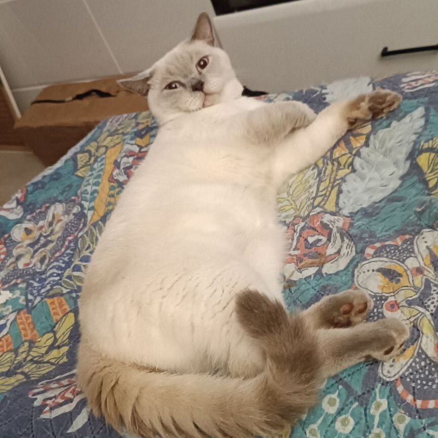 В разведение Шотландский кот