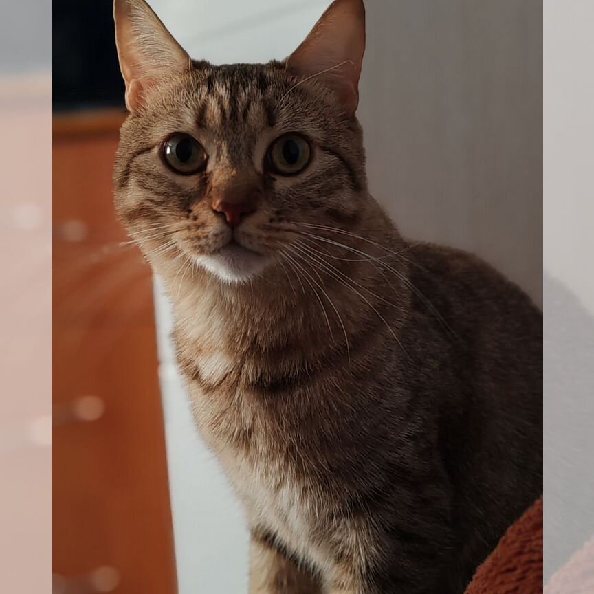 Бенгальская кошка, взрослая