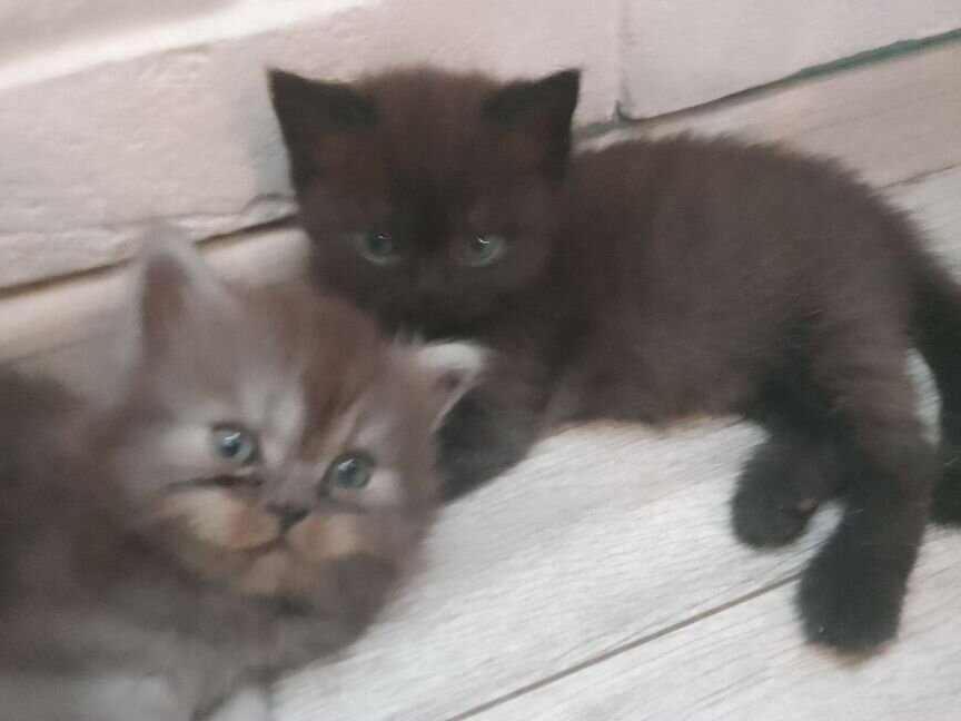 Британские котята