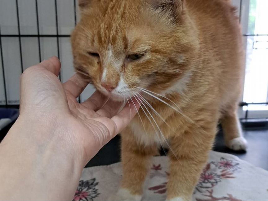 Рыжему коту нужен дом