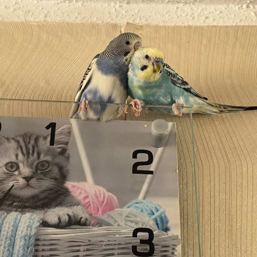 Волнистый попугай самцы, молодые