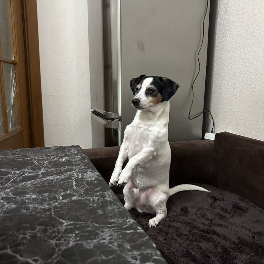 Джек рассел терьер