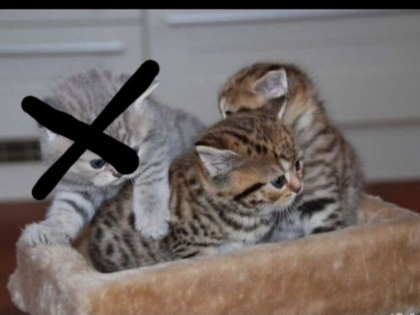 Британские котята плюшки