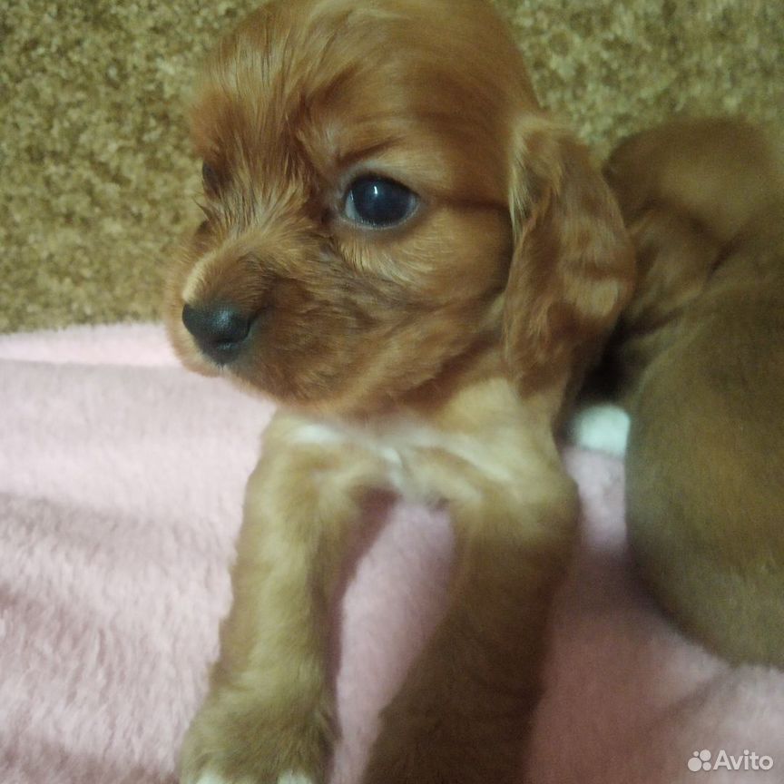 Кокер спаниель